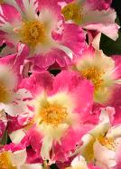 Fair Oaks Boulevard Nursery - Roses