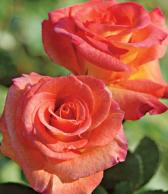 Fair Oaks Boulevard Nursery - Roses