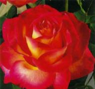 Fair Oaks Boulevard Nursery - Roses